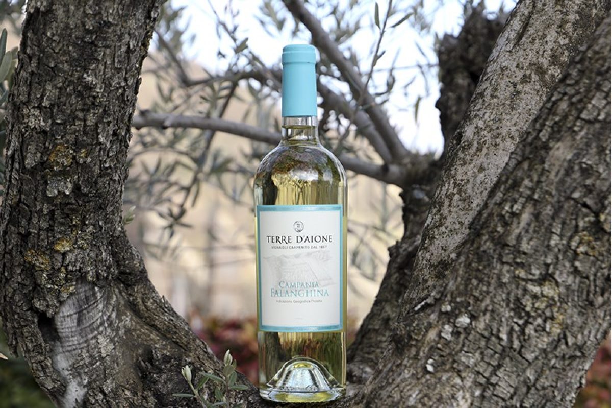Terre d’Aione Falanghina 2024 – Direct Wine Shipments